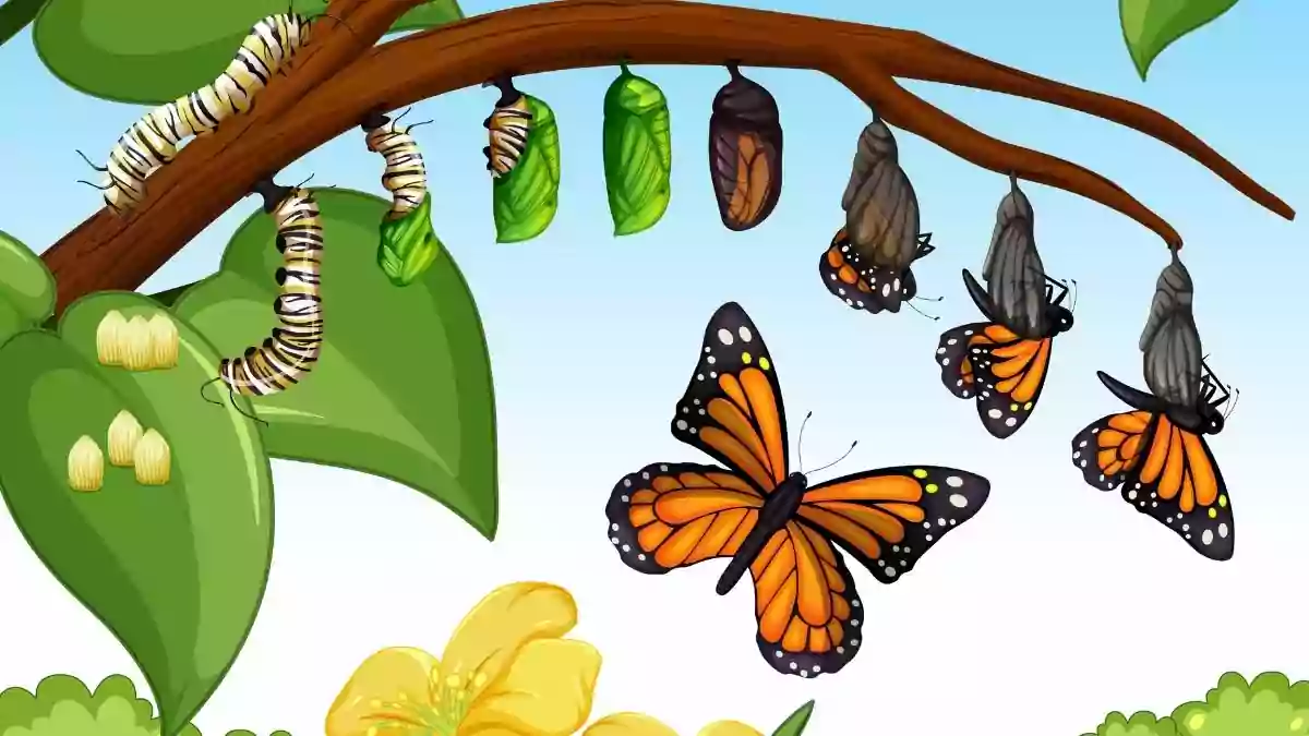 Butter Fly Struggle Story - Storybook