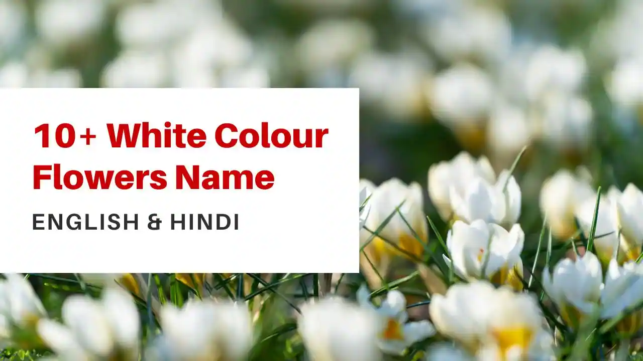 10 Favorite White Flowers Name List In English And Hindi Storybook